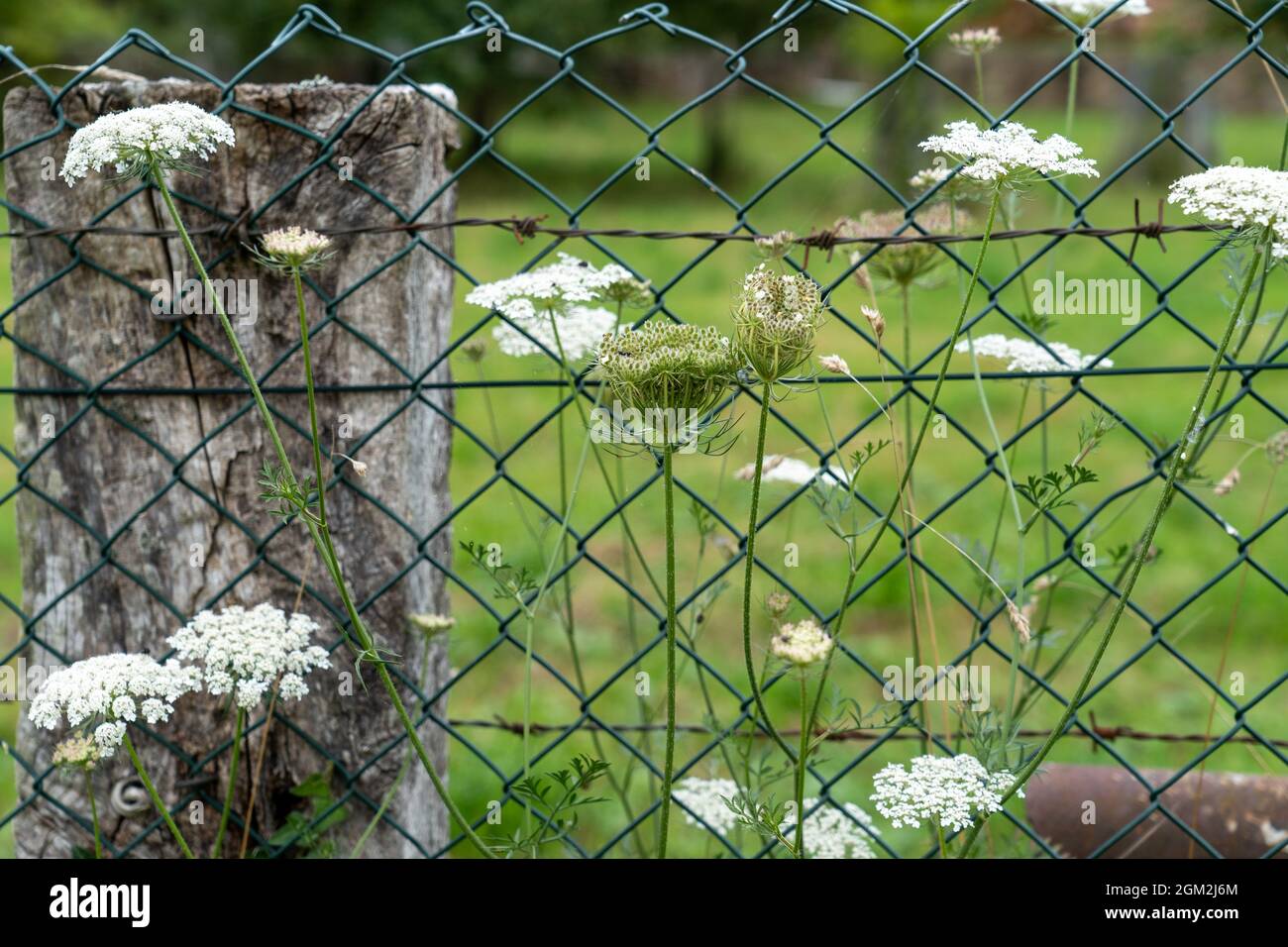 Gated background hi-res stock photography and images - Alamy