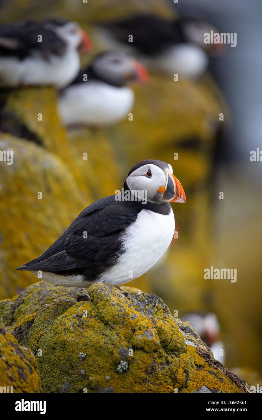 Puffins on Isle of May, Anstruther, Scotland, UK Stock Photo - Alamy