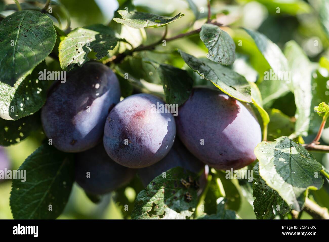 Zwetschge tree hi-res stock photography and images - Alamy