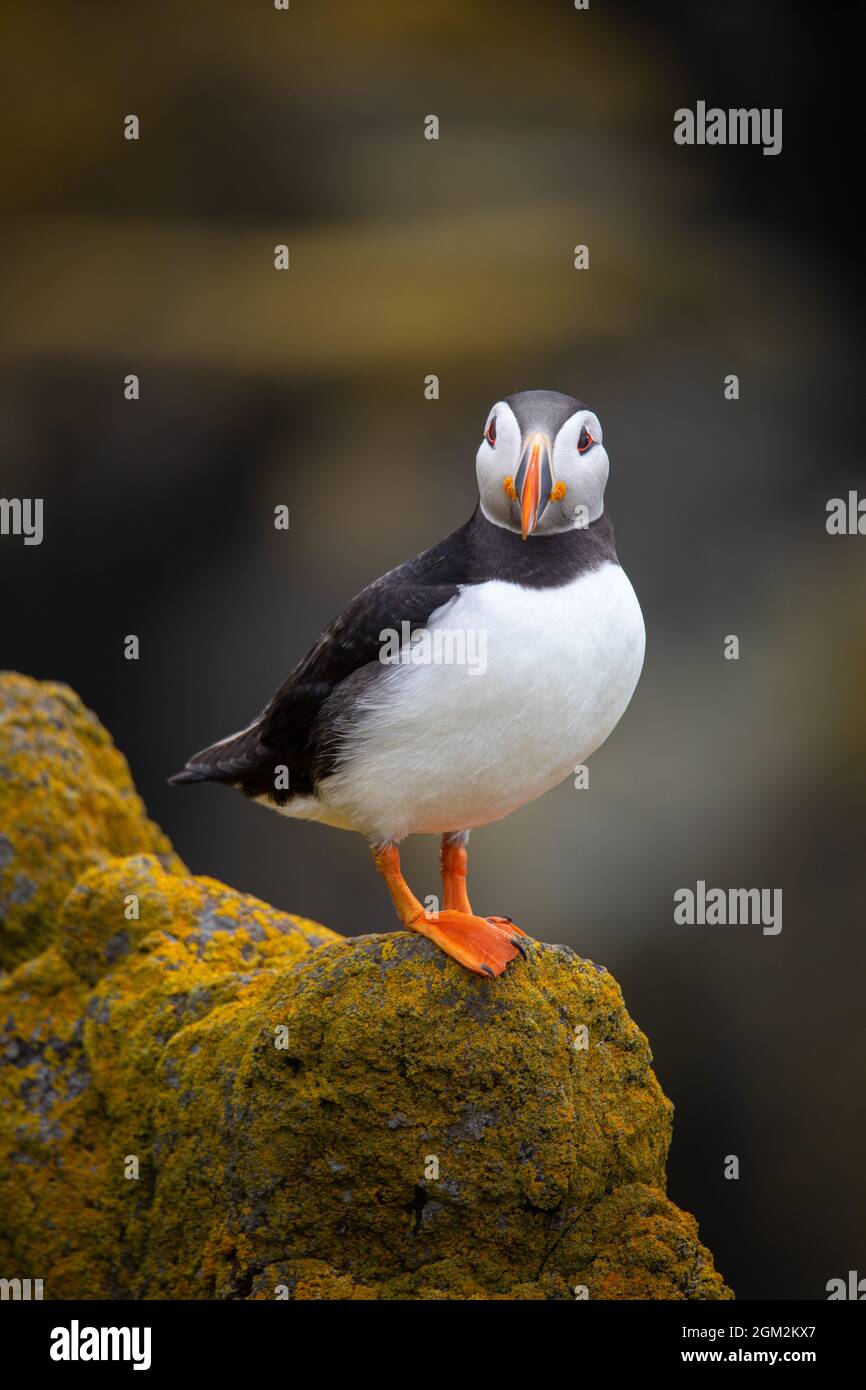 Puffins on Isle of May, Anstruther, Scotland, UK Stock Photo - Alamy