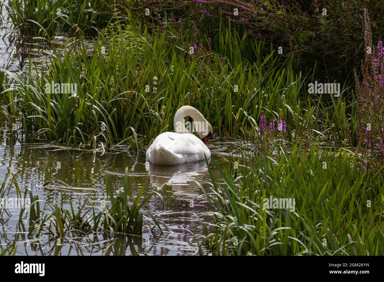 Rear view of a white swan swimming between plants in the water Stock ...