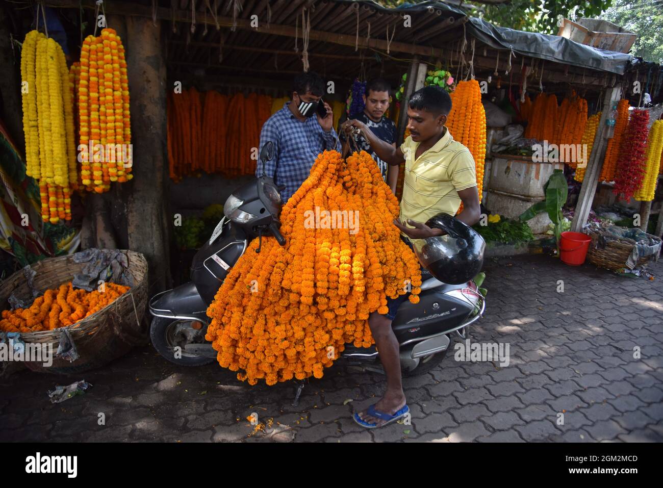 State flower of assam hi-res stock photography and images - Alamy