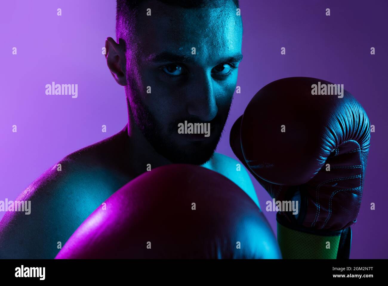 One professional male boxer training isolated over purple backgrund in ...