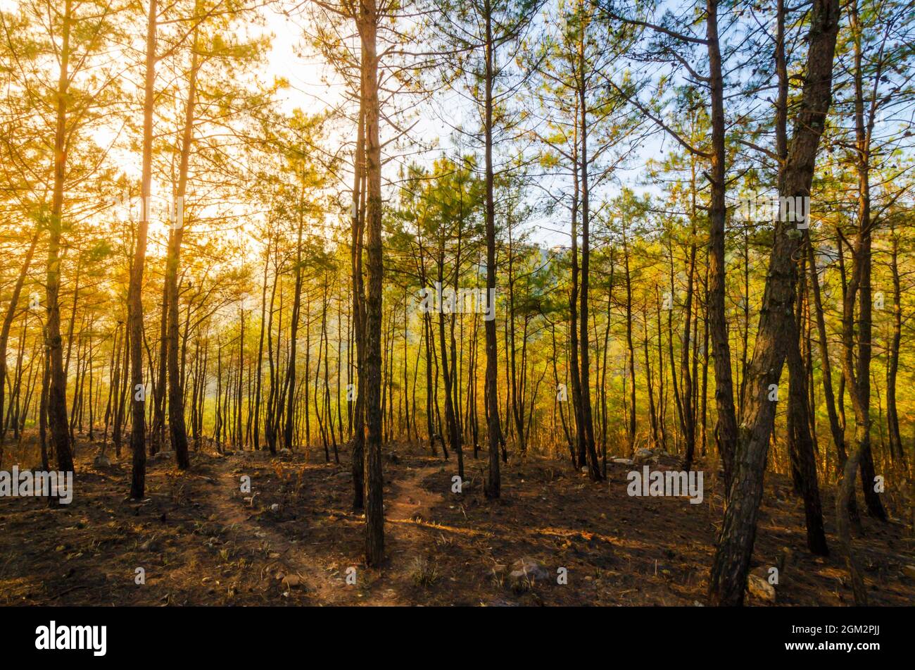 Paths through the Itshyrwat reserved forest in Shillong, Meghalaya ...