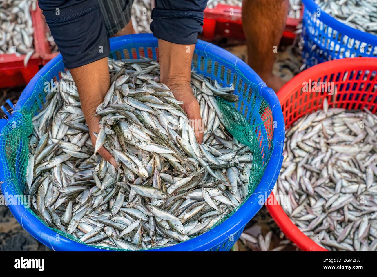 View of Tam Tien fish market, Quang Nam, Vietnam Stock Photo - Alamy