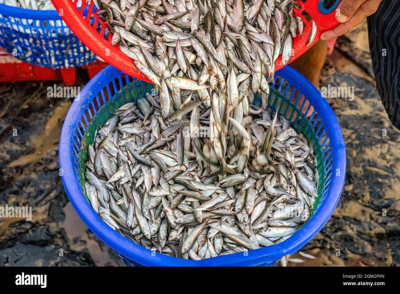 View of Tam Tien fish market, Quang Nam, Vietnam Stock Photo - Alamy