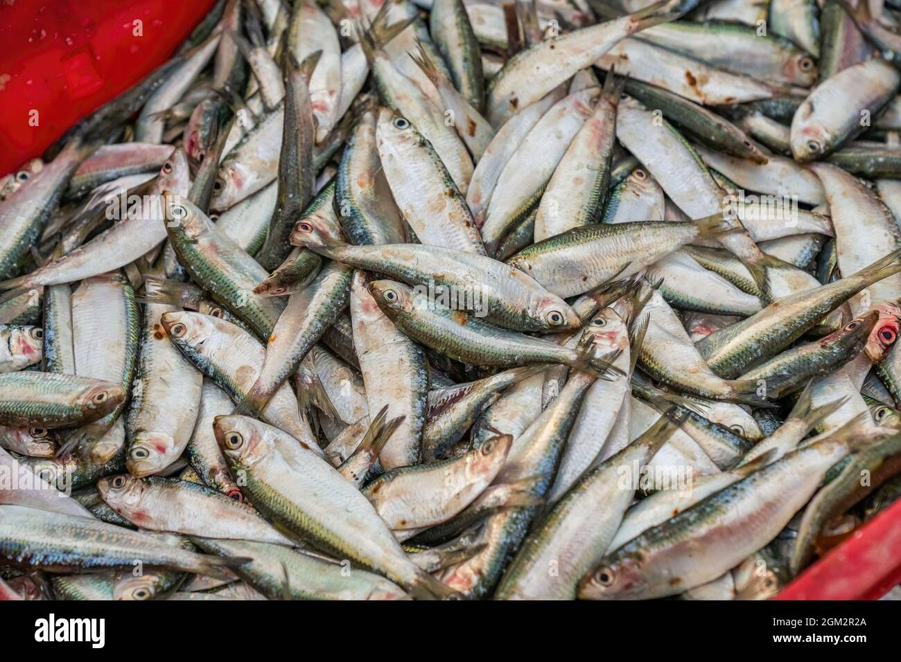 Aerial view tuna fishing hi-res stock photography and images - Alamy