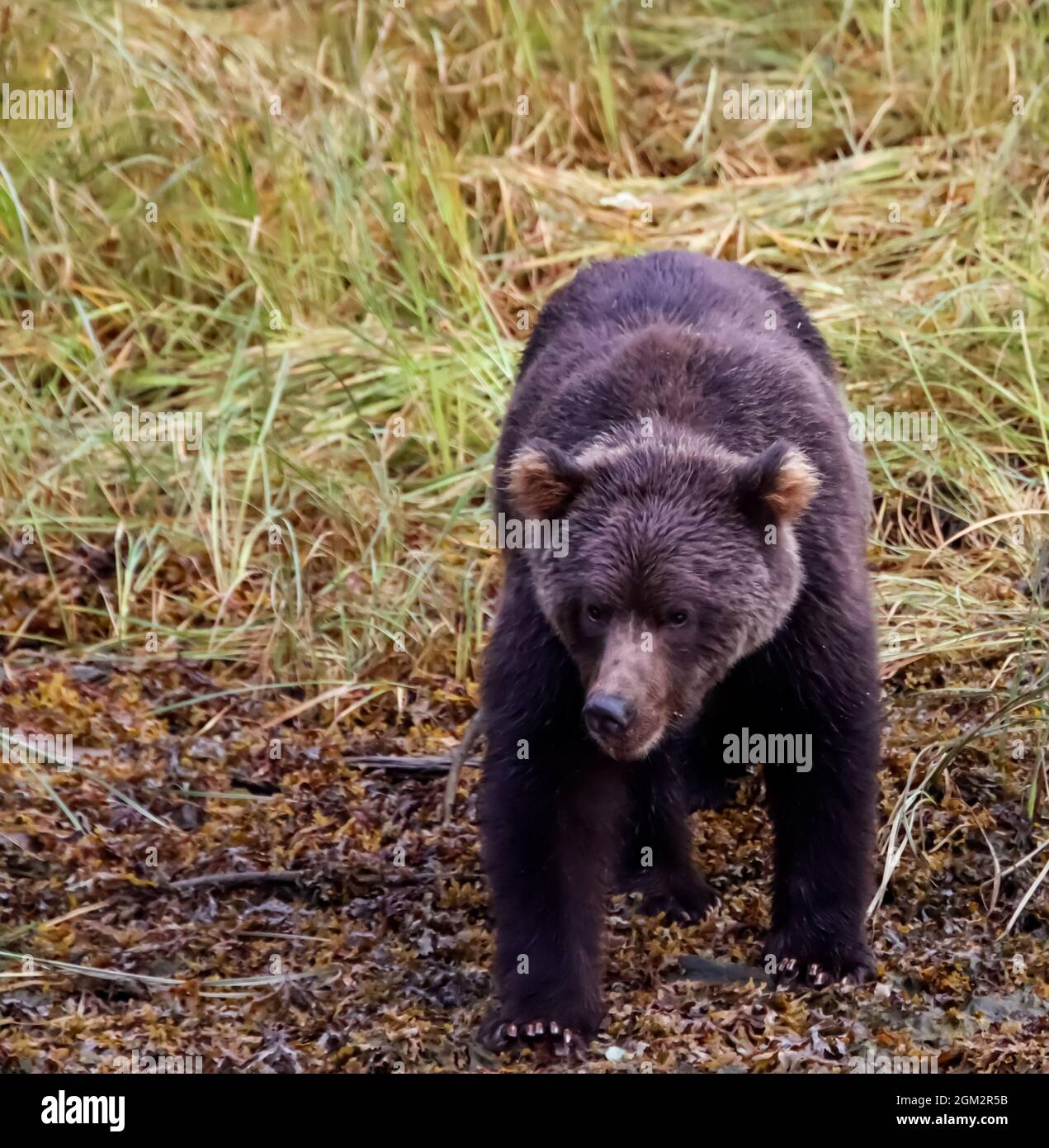 Front view of a grizzly bear in the wild against a grassy meadow Stock ...
