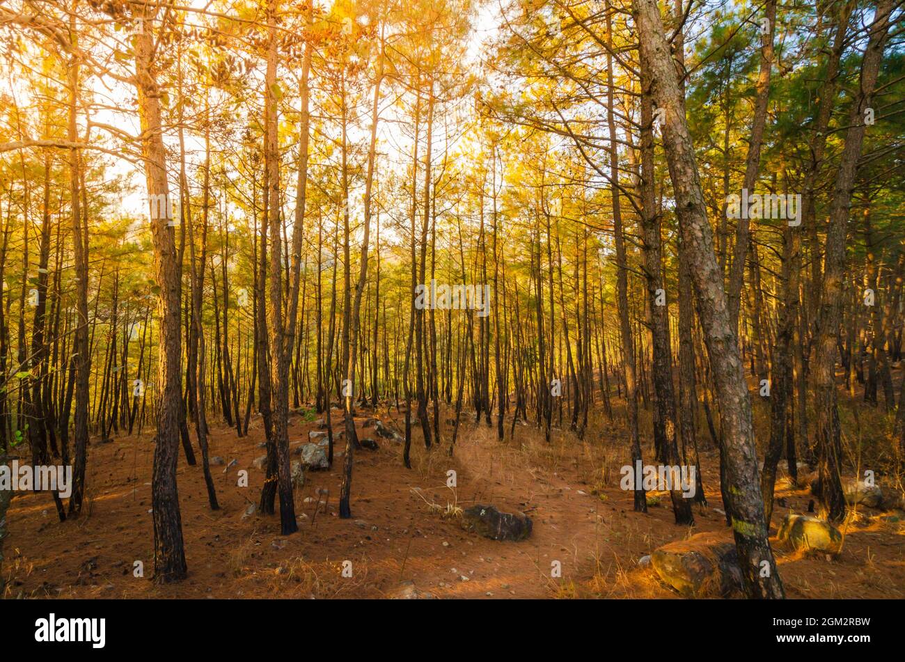 A path through the Itshyrwat reserved forest in Shillong, Meghalaya ...