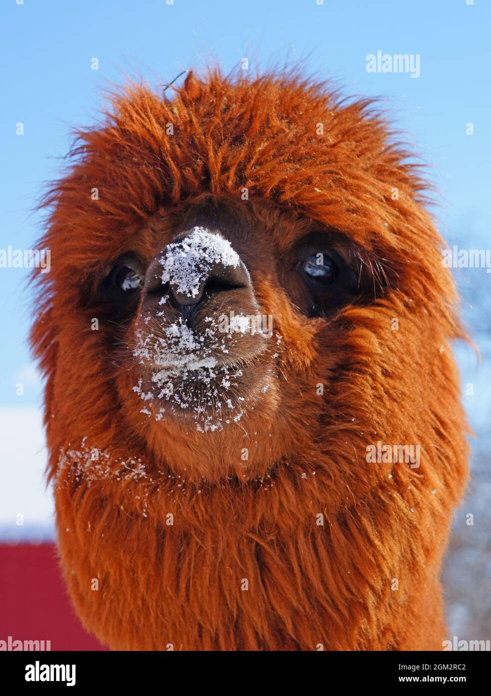 Portrait of a furry alpaca with snow on its face at a farm in New ...