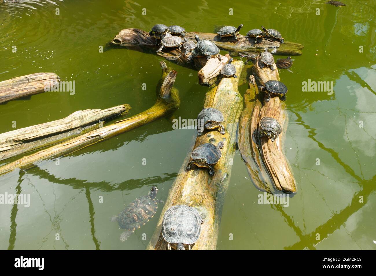 Painted turtles floating on a log in the pond Stock Photo - Alamy