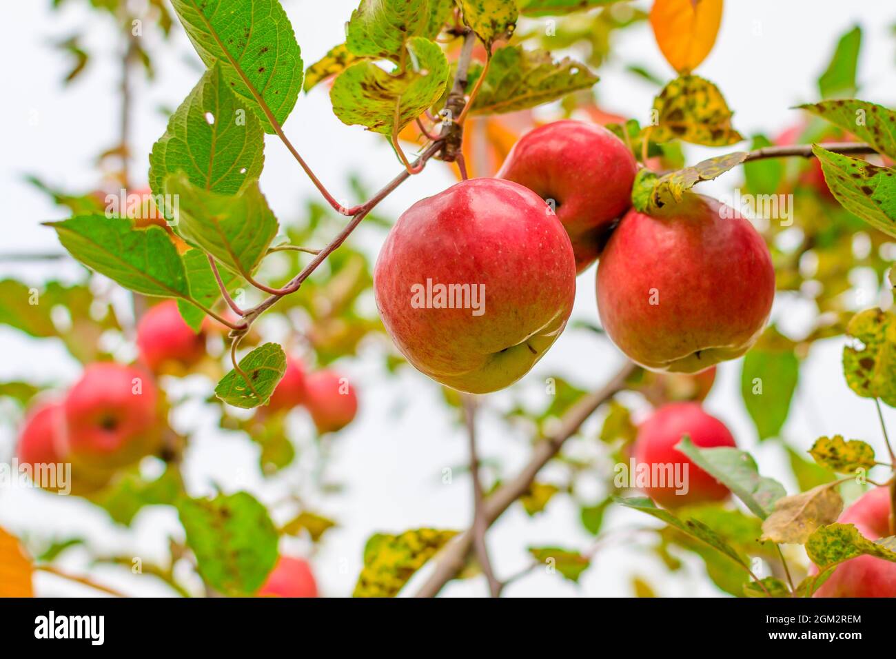 Apple farming harvest trees crop hi-res stock photography and images ...