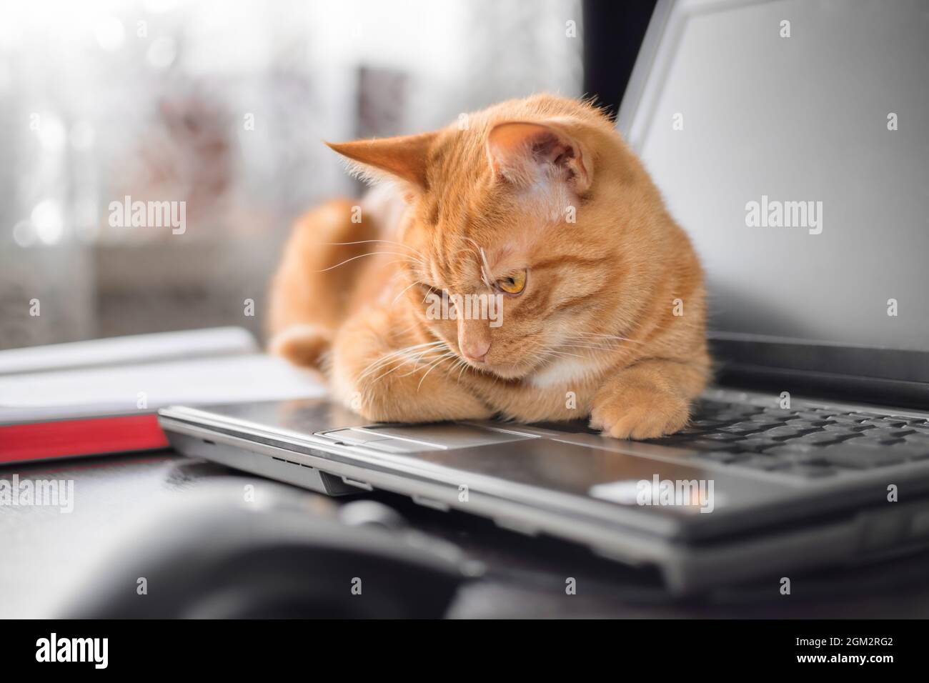 Keyboard cat hi-res stock photography and images - Alamy