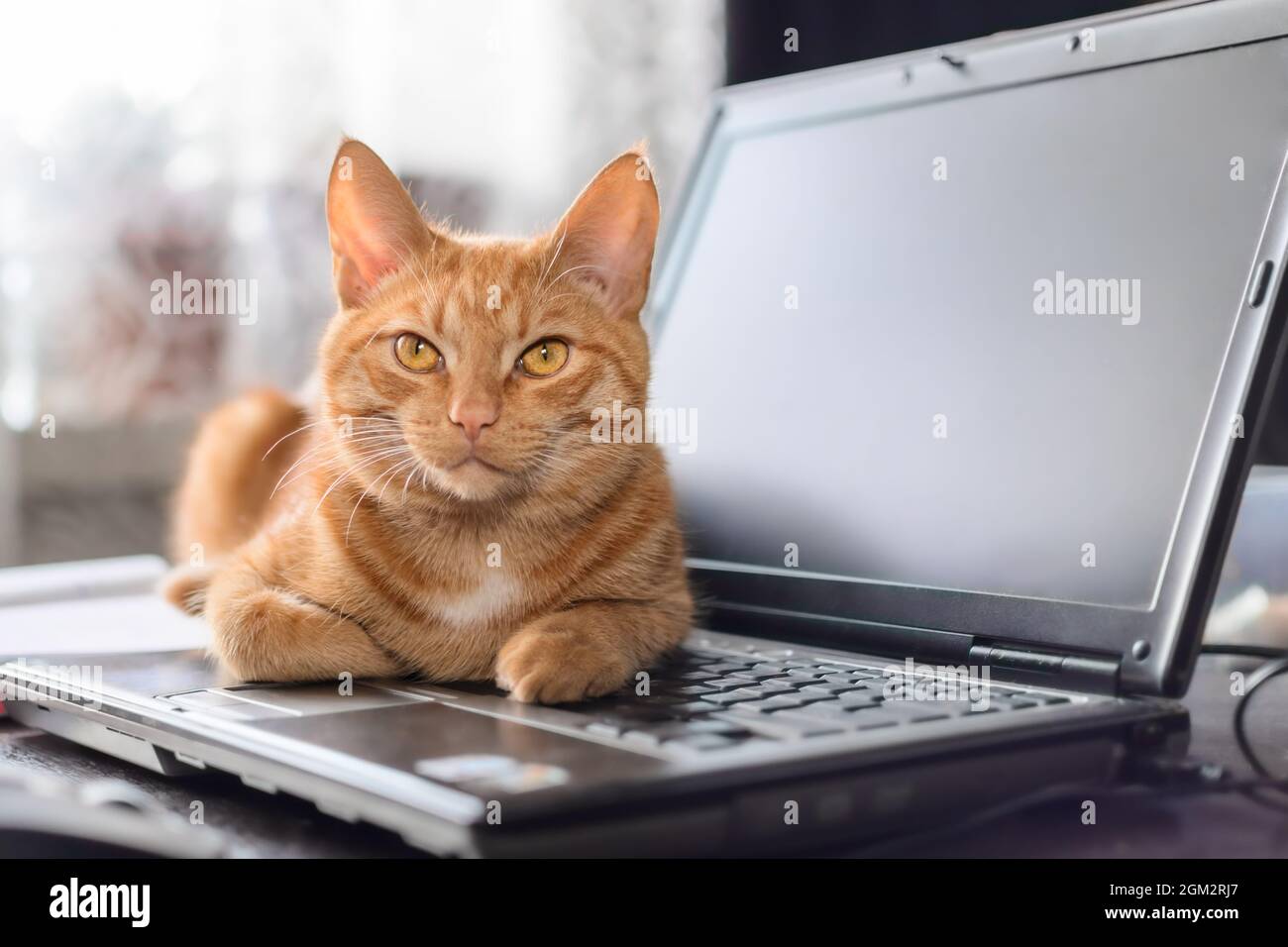 Keyboard cat hi-res stock photography and images - Alamy