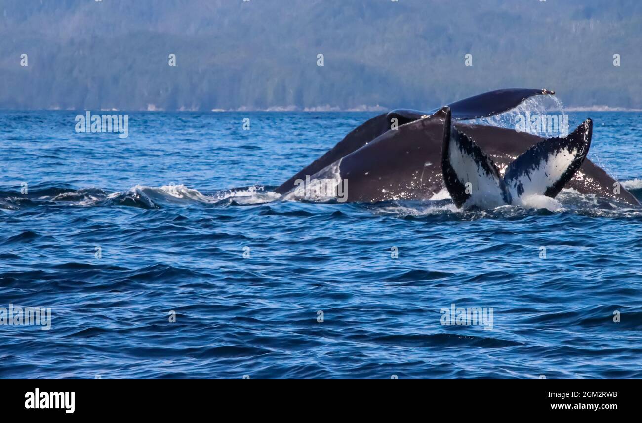 Whales swimming together hi-res stock photography and images - Alamy
