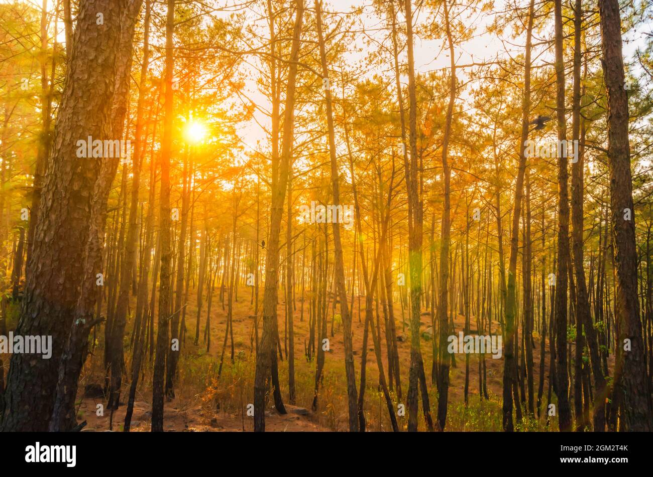 Early morning sunlight filtering through the pine trees of the ...