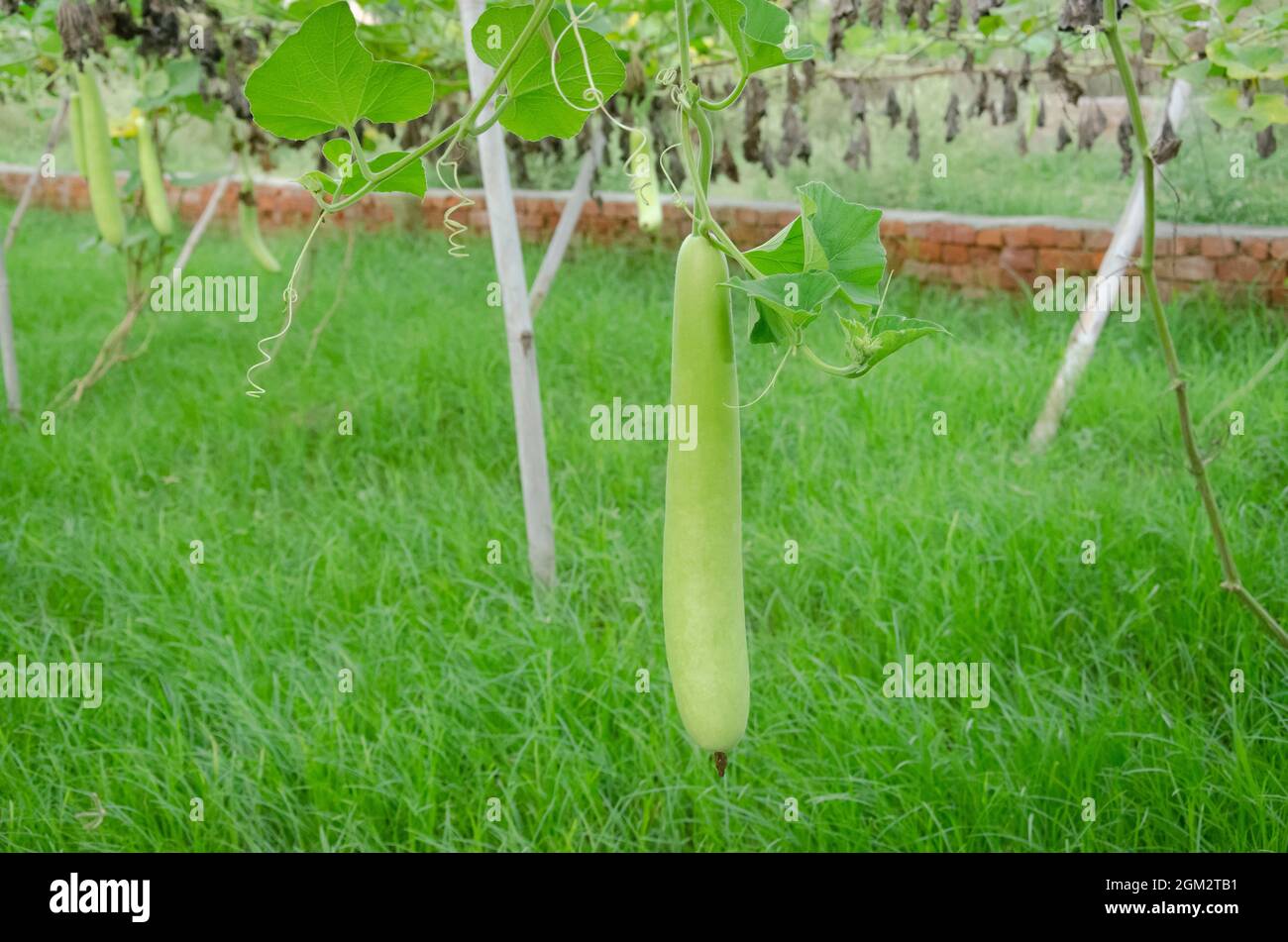 Indian opo squash hi-res stock photography and images - Alamy