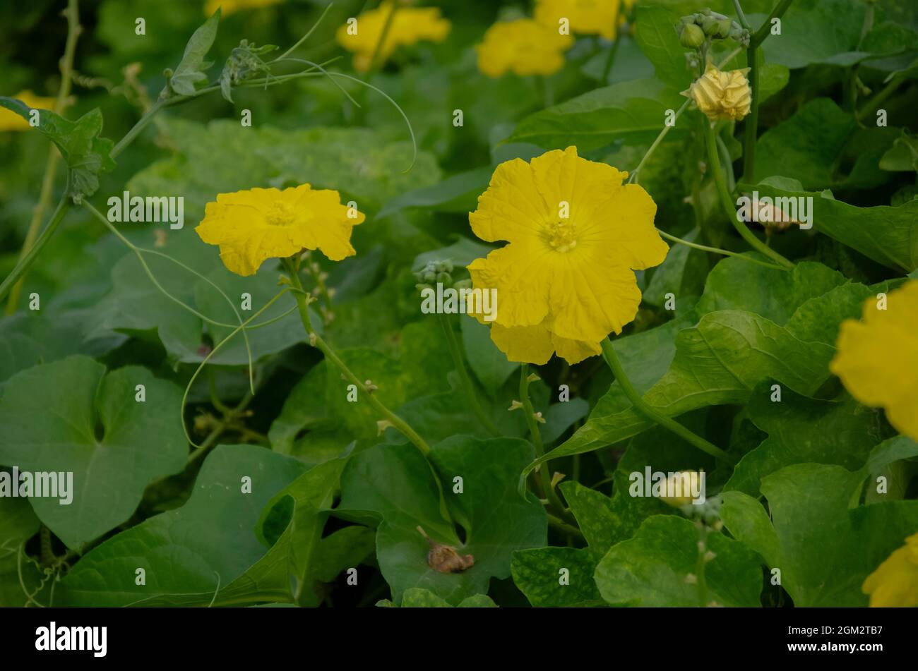 MACRO CLOSE UP, BRIGHT YELLOW FLOWER OF RIDGE GOURD ( LOOFAH, BITTER ...