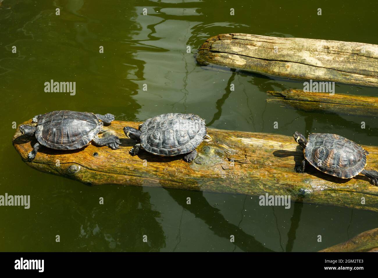 Many painted turtles hi-res stock photography and images - Alamy