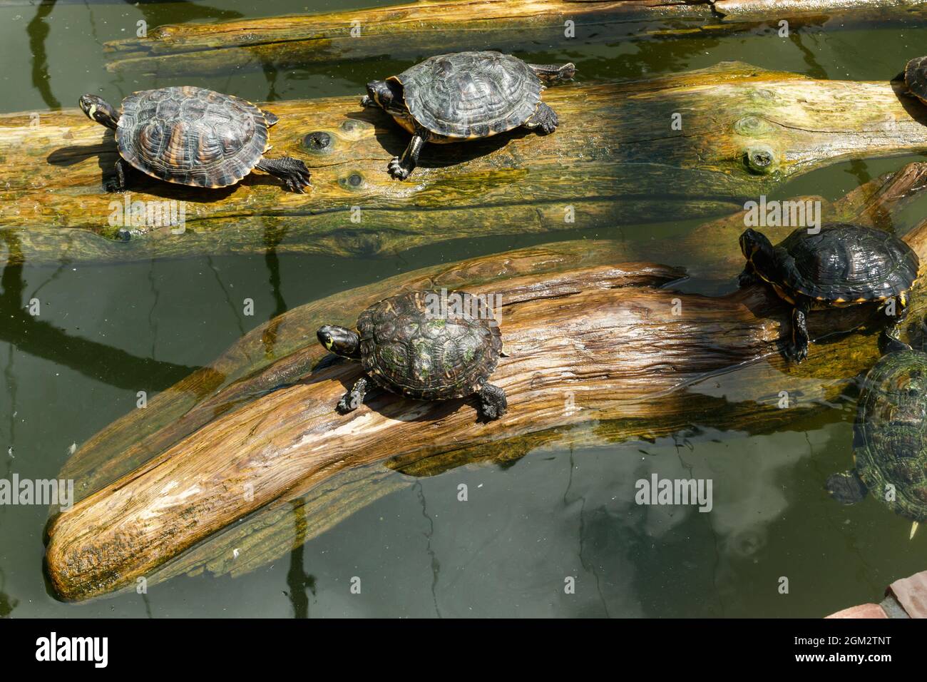 Painted turtles floating on a log in the pond Stock Photo - Alamy