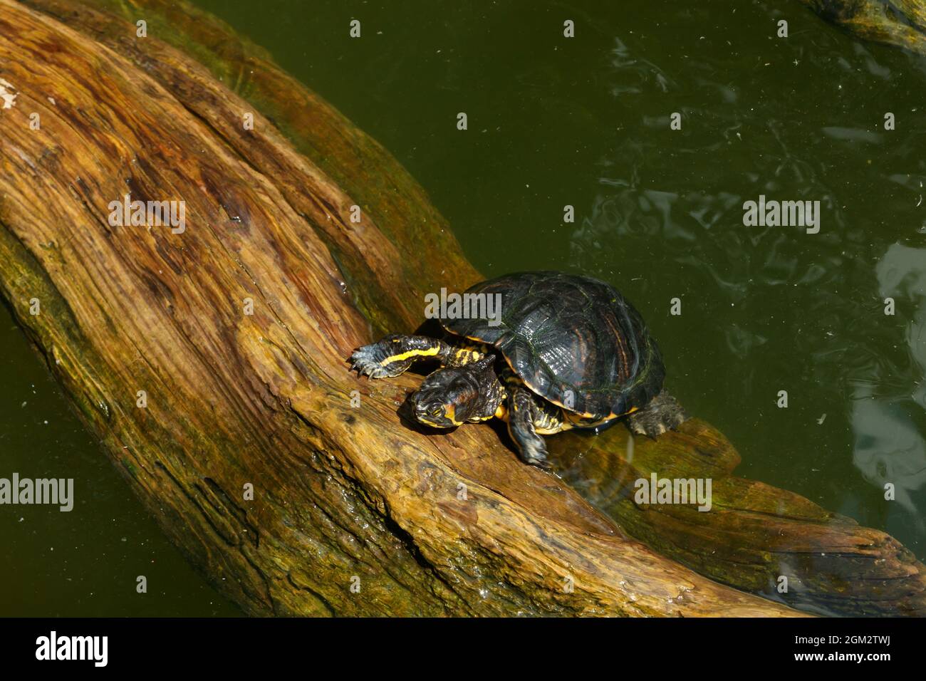 Painted turtles floating on a log in the pond Stock Photo - Alamy