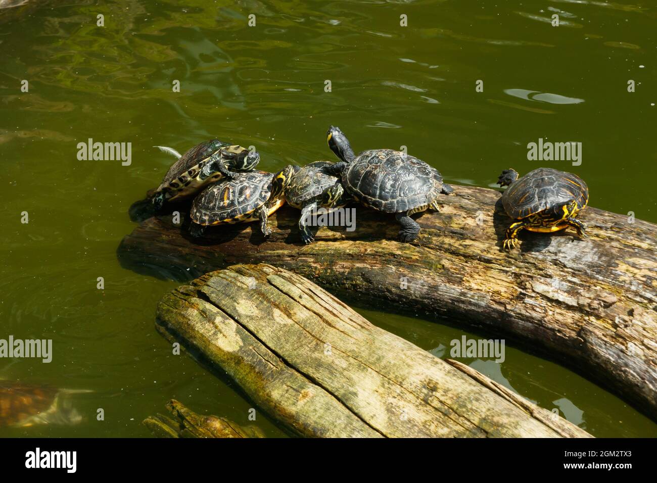 Painted turtles floating on a log in the pond Stock Photo - Alamy