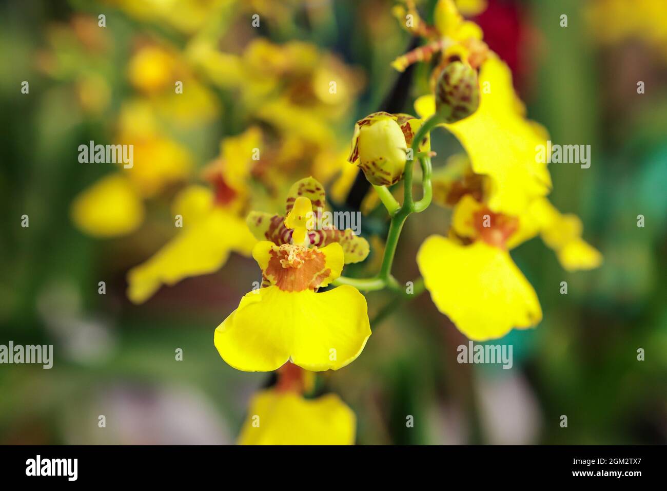 Oncidium Aloha flower with center focus and rest of image blurred Stock ...