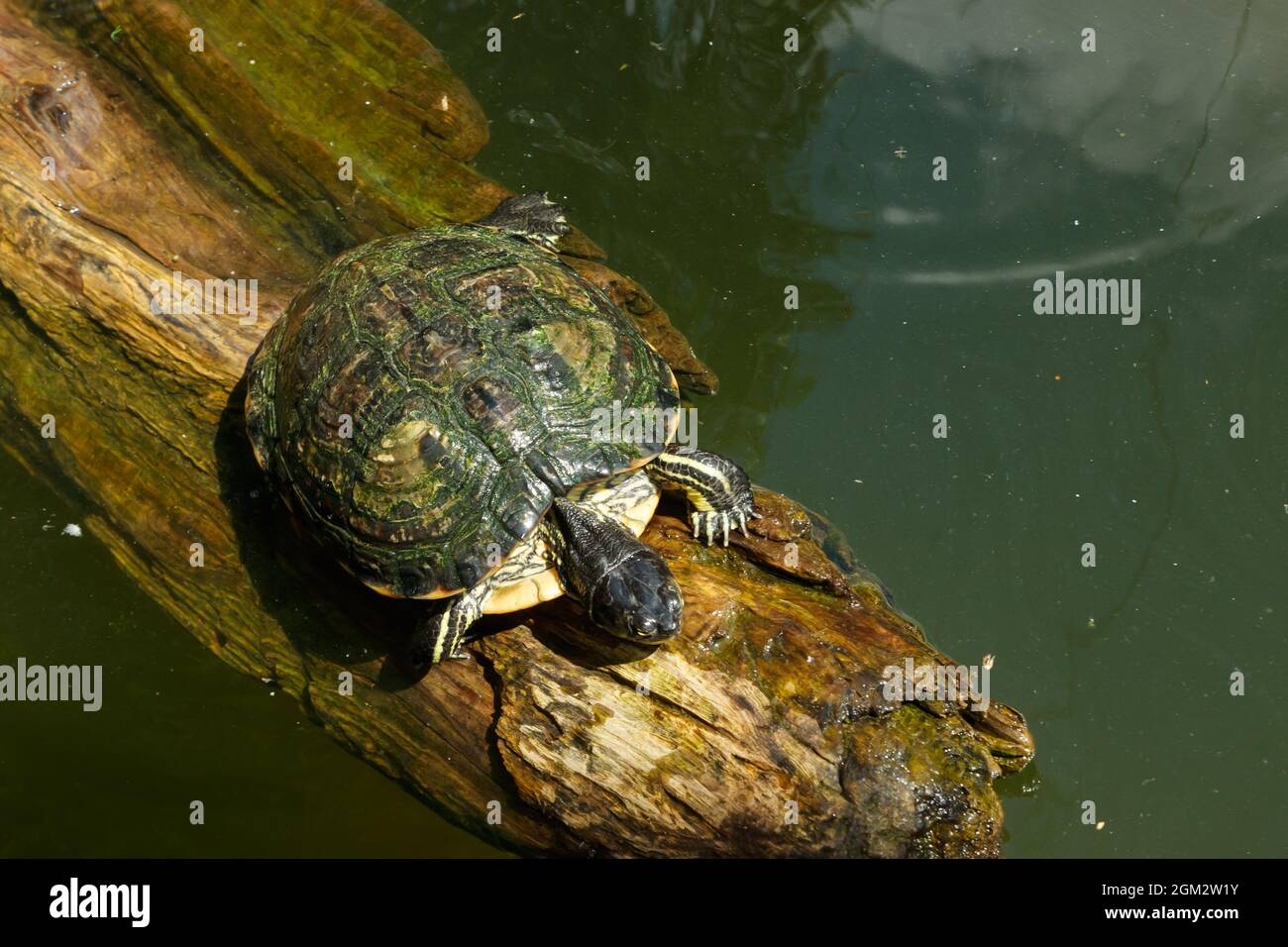 Painted turtles floating on a log in the pond Stock Photo - Alamy