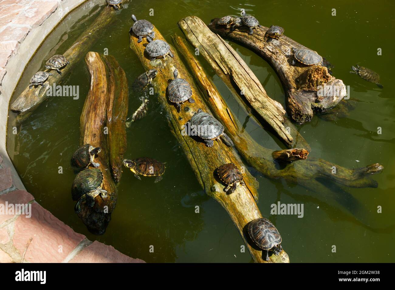 Many painted turtles hi-res stock photography and images - Alamy