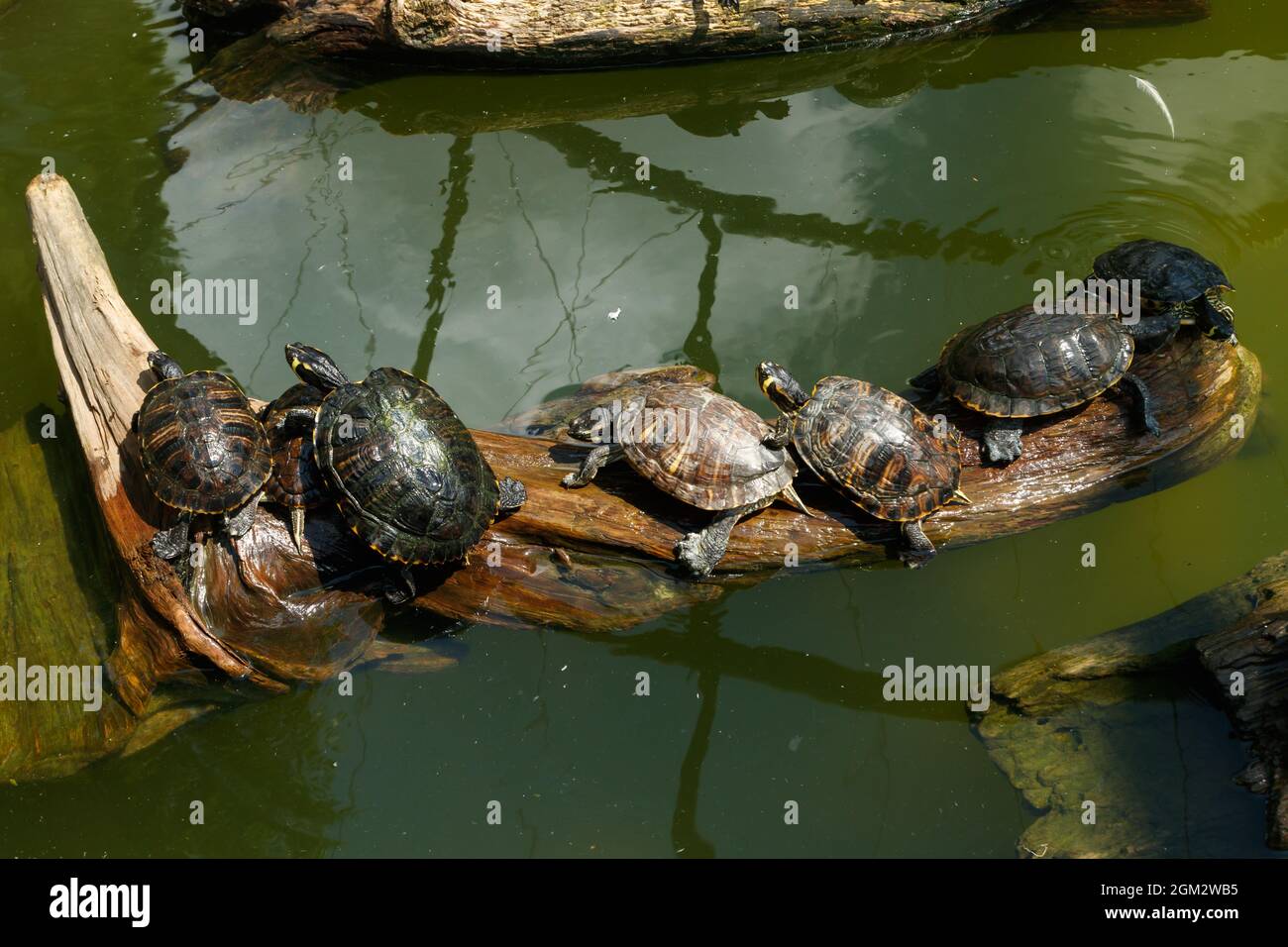Painted turtles floating on a log in the pond Stock Photo - Alamy