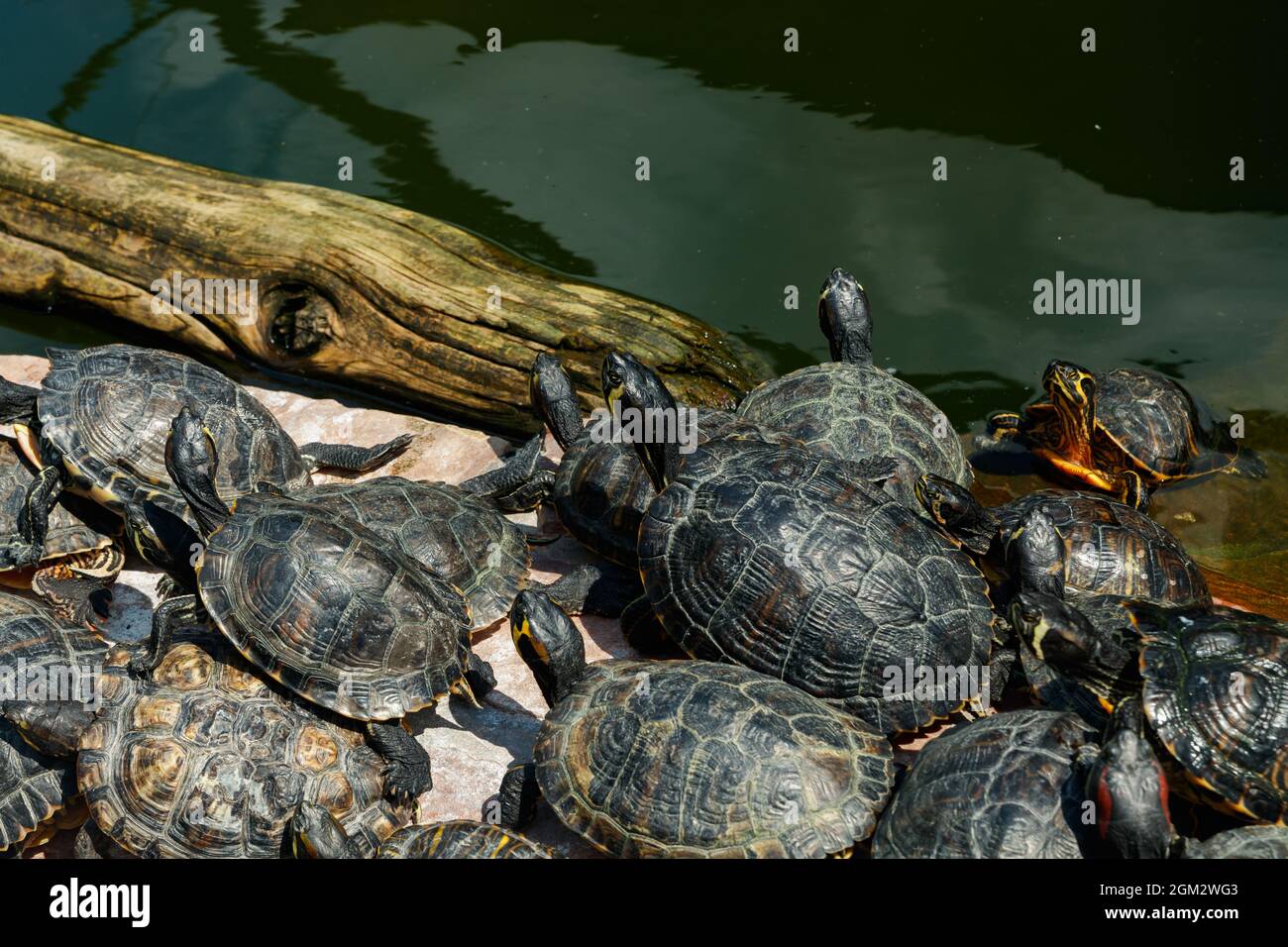 Painted turtles floating on a log in the pond Stock Photo - Alamy