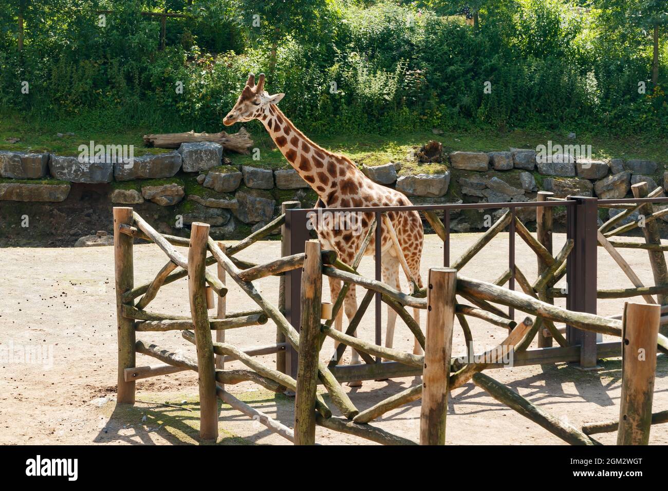 Beautiful giraff walking in the park at summer Stock Photo - Alamy