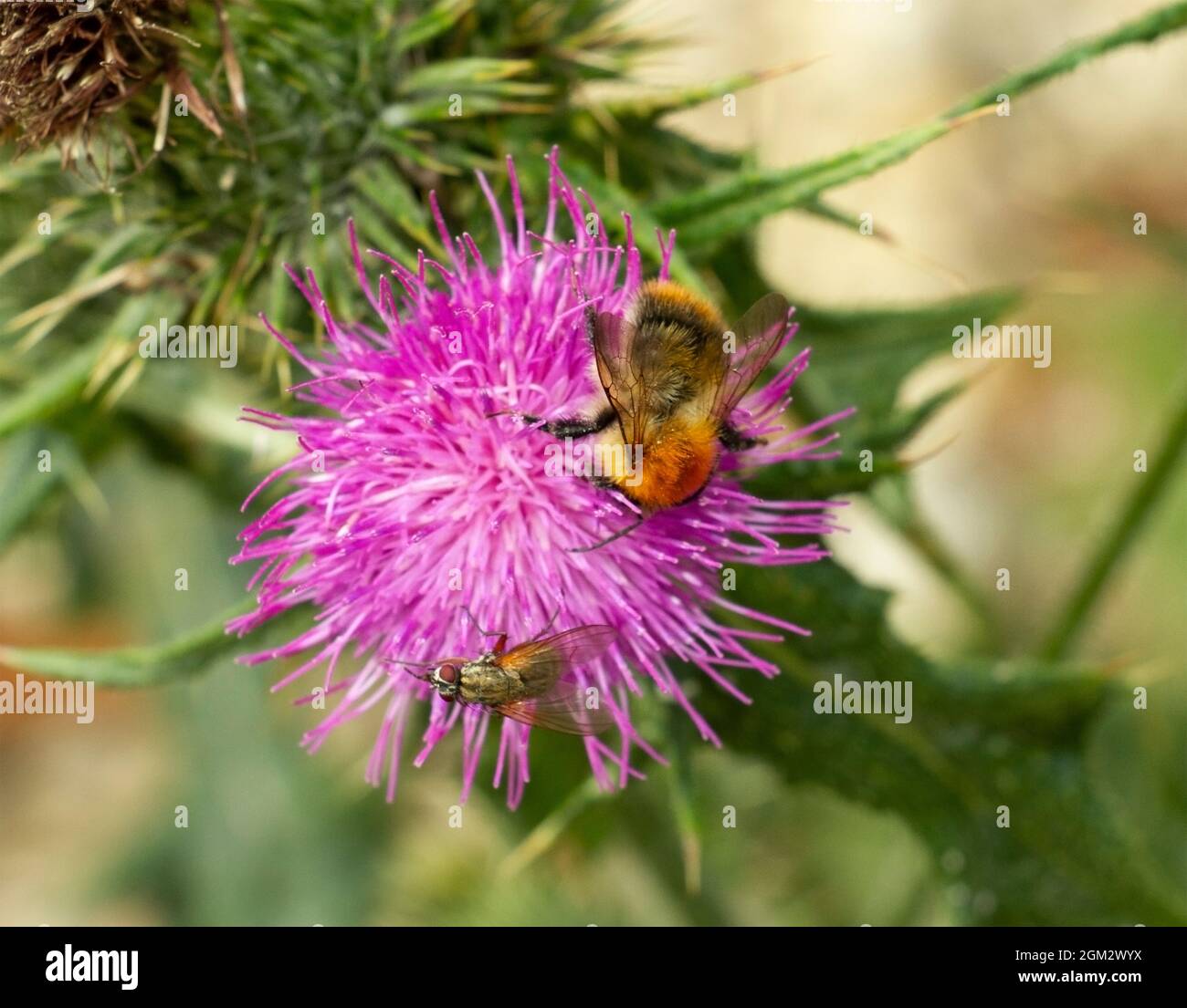 Regions of abdomen hi-res stock photography and images - Alamy
