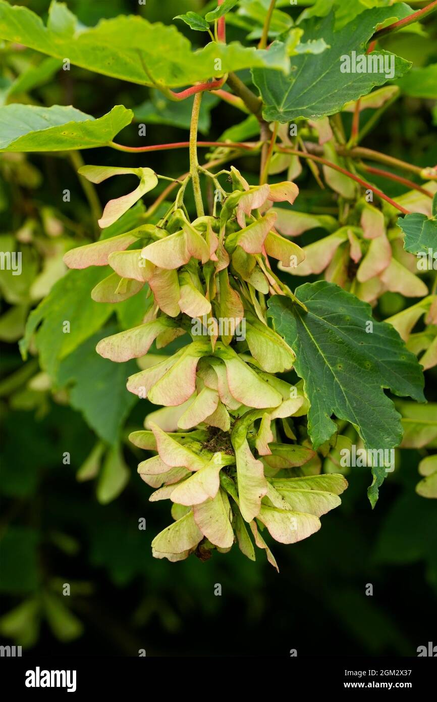 The paired seed of the Sycamore ripen in late summer. As they dry out ...
