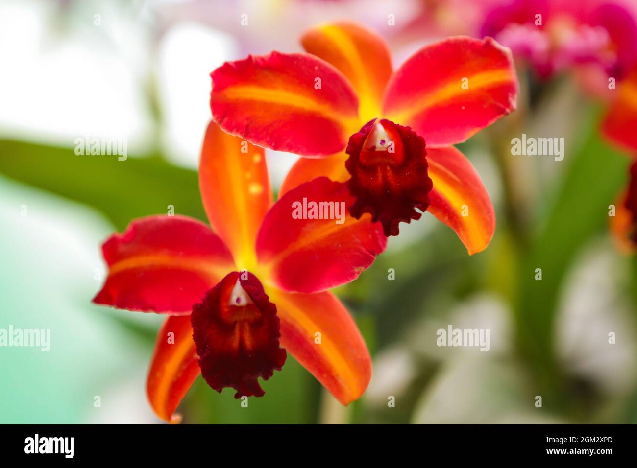 Love Tony x Trike flower with center focus and rest of image blurred ...