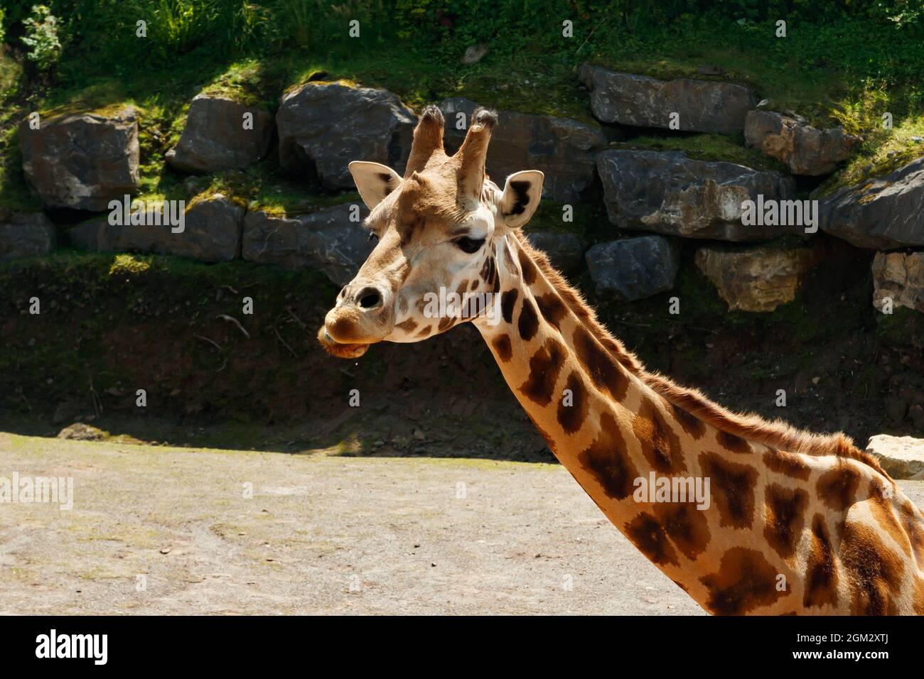 Giraff face hi-res stock photography and images - Alamy