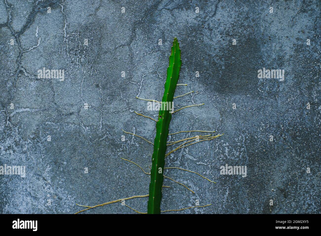 Cactus growing in the cracked concrete wall Stock Photo - Alamy