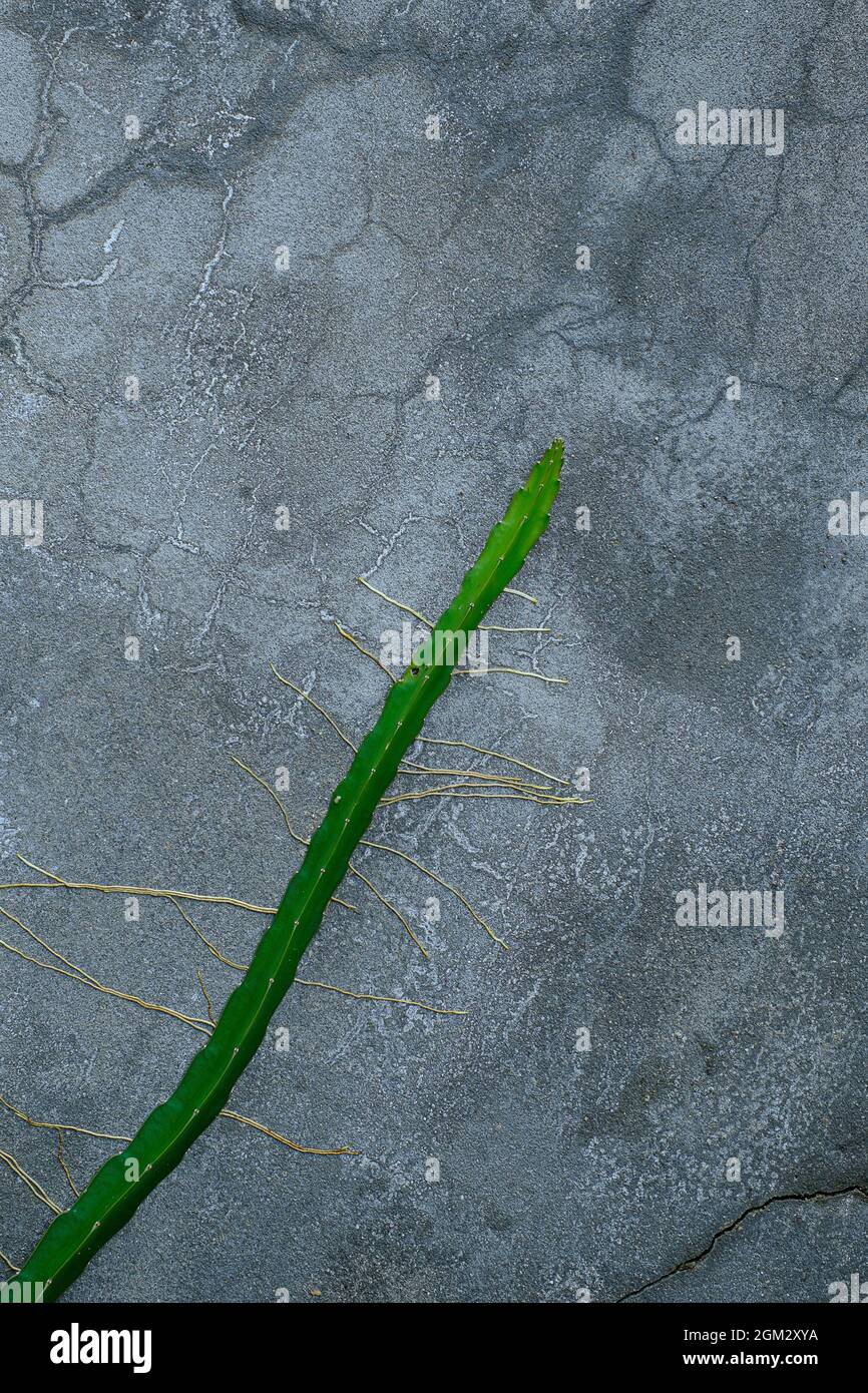 Broken cactus hi-res stock photography and images - Alamy