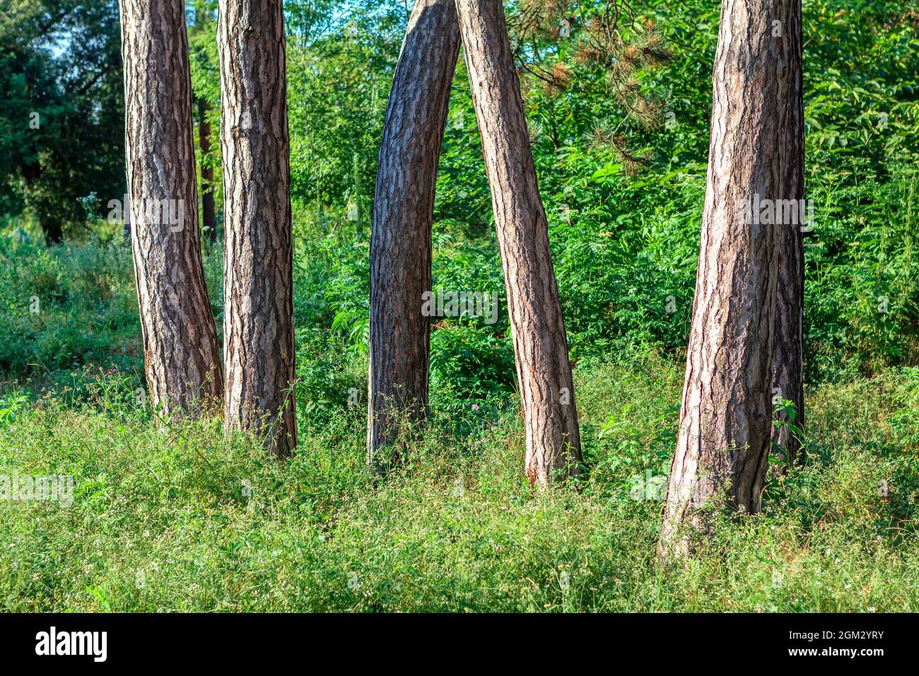 Pine trunks in green forest . Fairy Tale forest . Woodland with ...