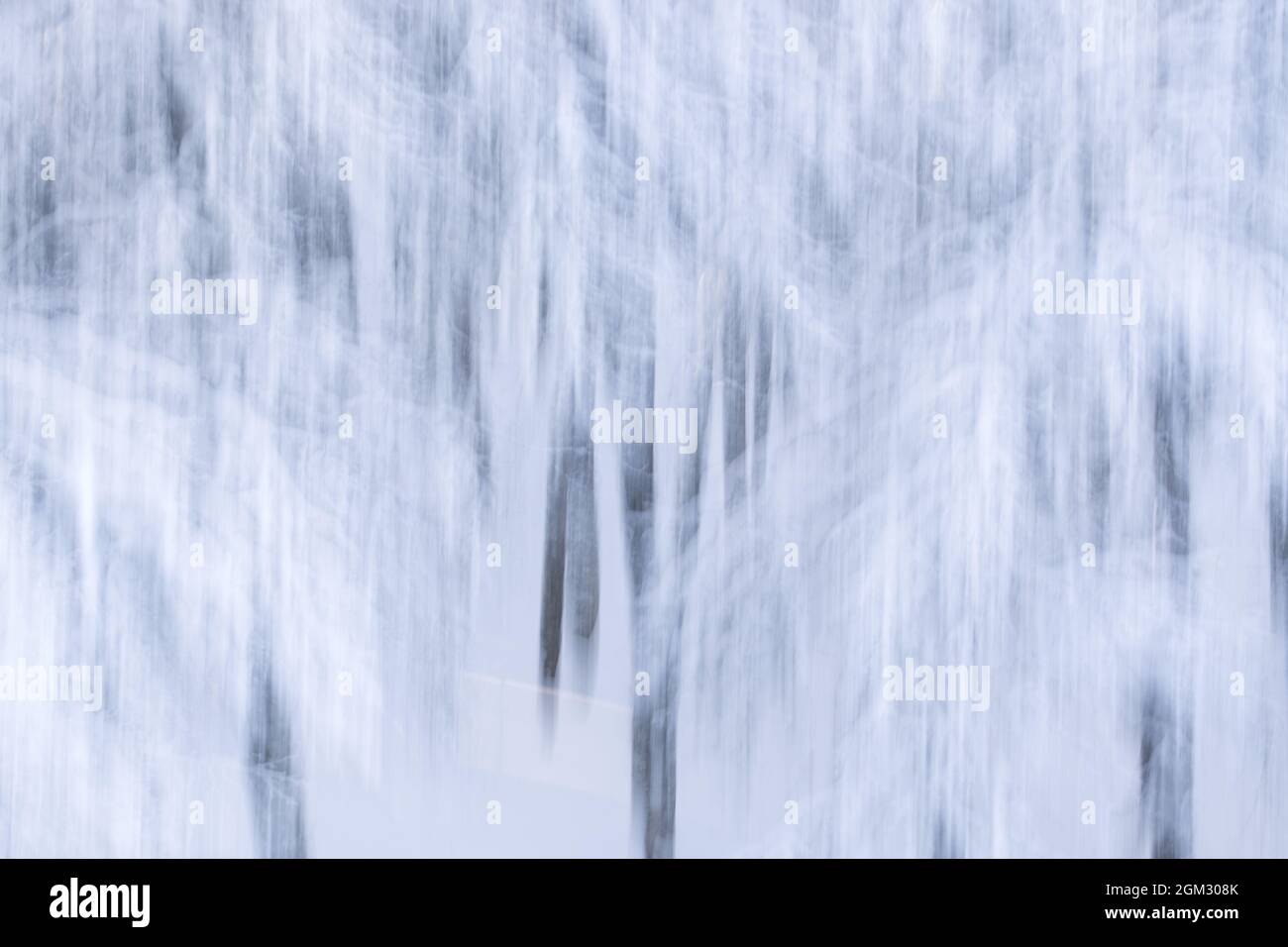 Motion blur dreamy forest in winter with snow Stock Photo - Alamy