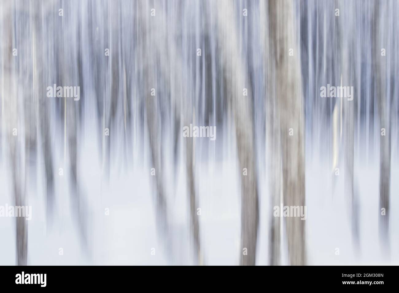 Motion blur dreamy forest in winter with snow Stock Photo - Alamy