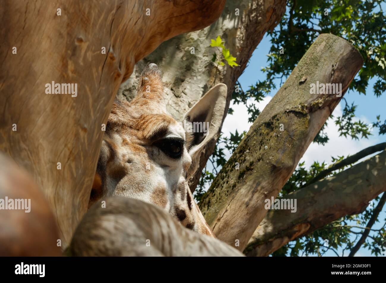 Giraffe behind tree hi-res stock photography and images - Alamy