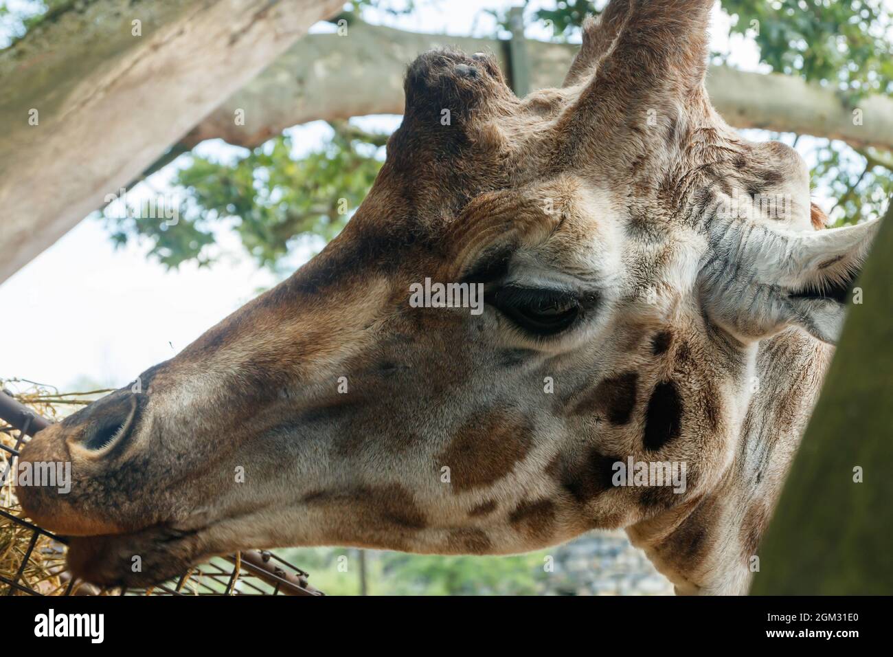 Beautiful giraff eating in the park at summer Stock Photo - Alamy