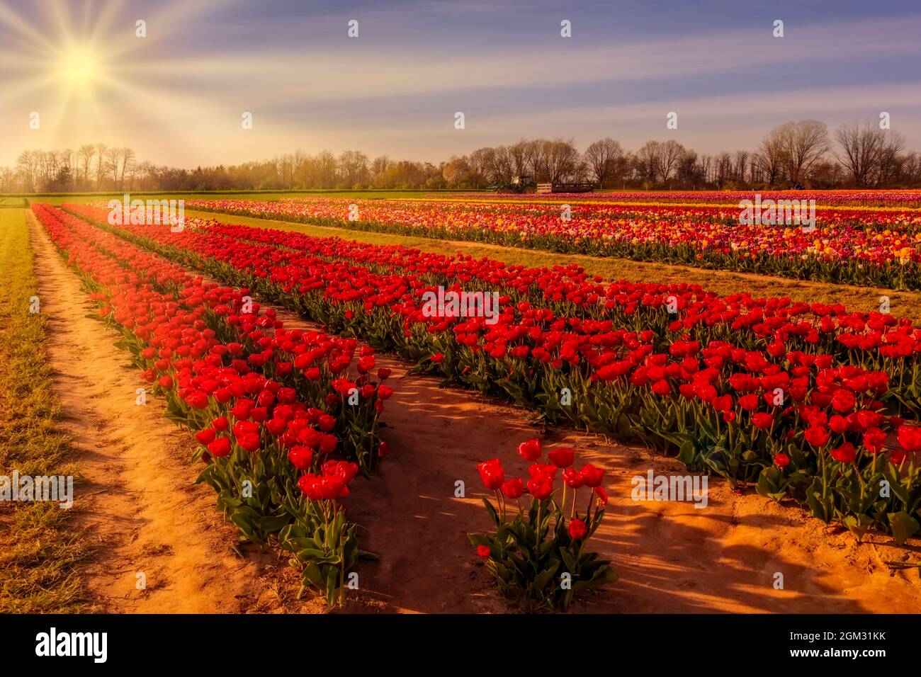 Tulip Farm Sunset - Rows of a variety of Tulips in the farm field ...