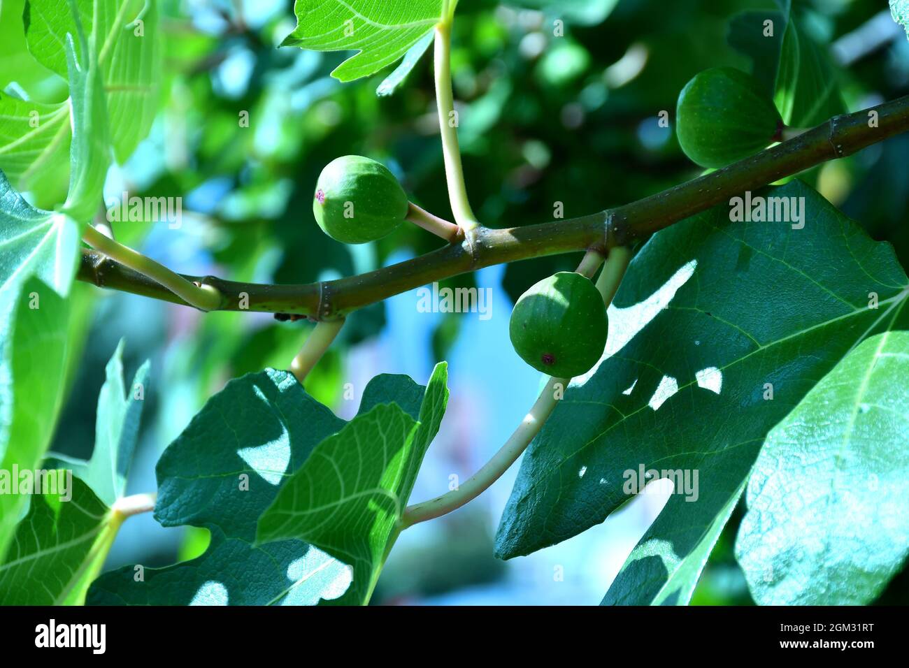 figs, unripe on a tree Stock Photo - Alamy