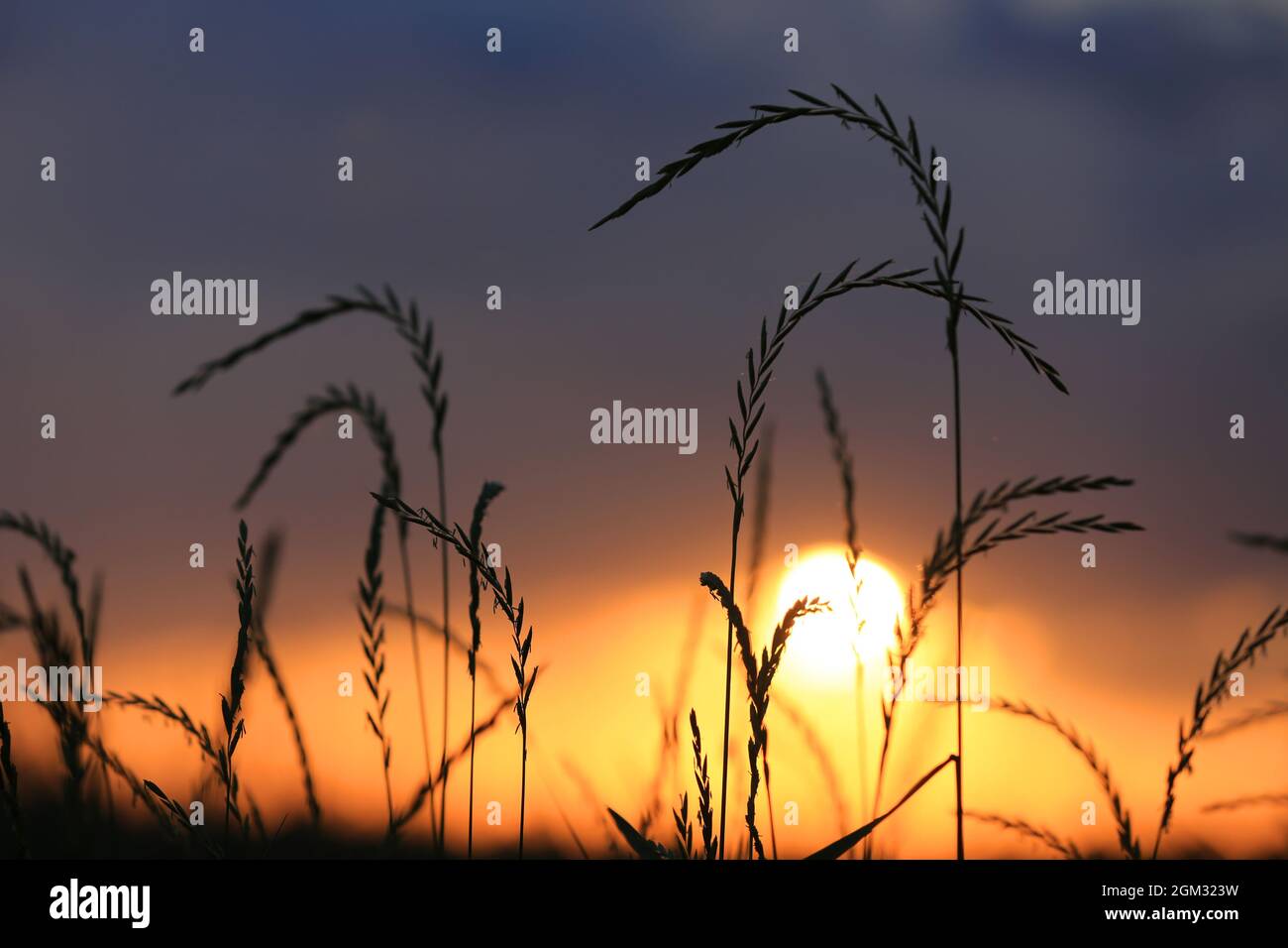 Sunlight shining through grassland hi-res stock photography and images ...