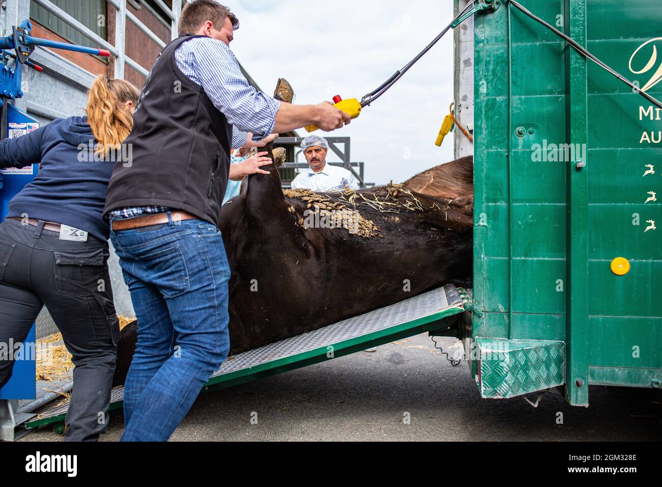 Bolt gun cattle hi-res stock photography and images - Alamy