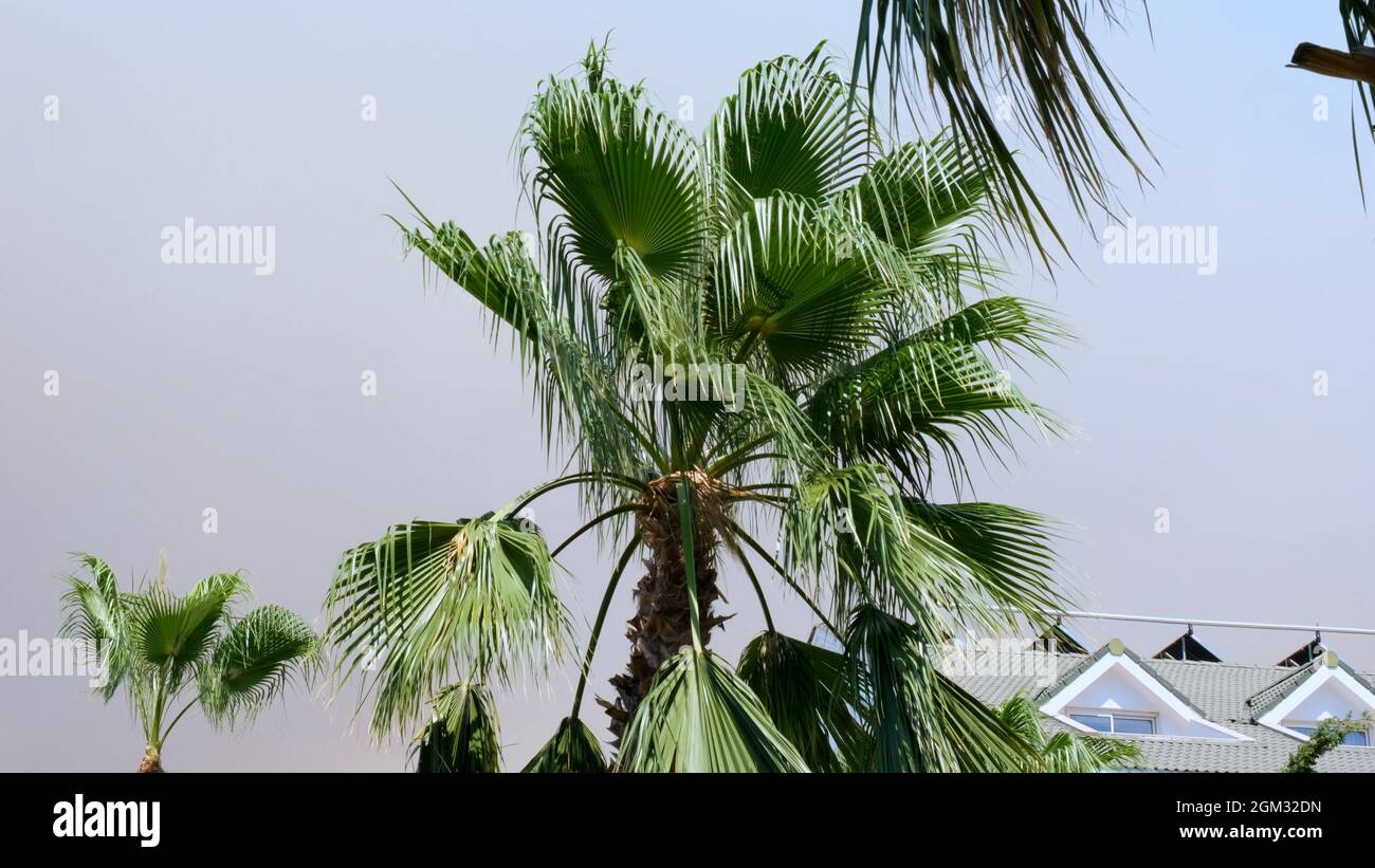 Campfire smoke in the sunset light against the backdrop of palm trees ...
