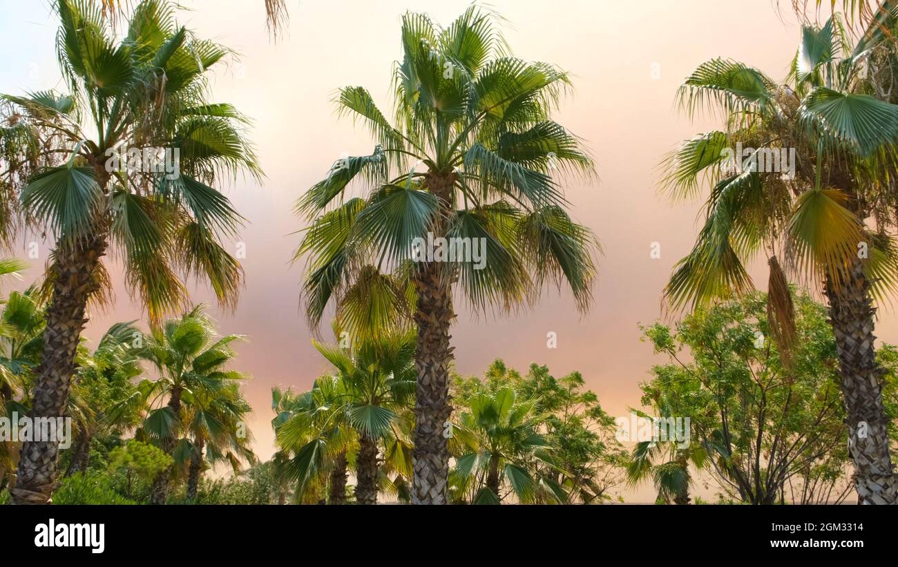 Campfire smoke in the sunset light against the backdrop of palm trees ...