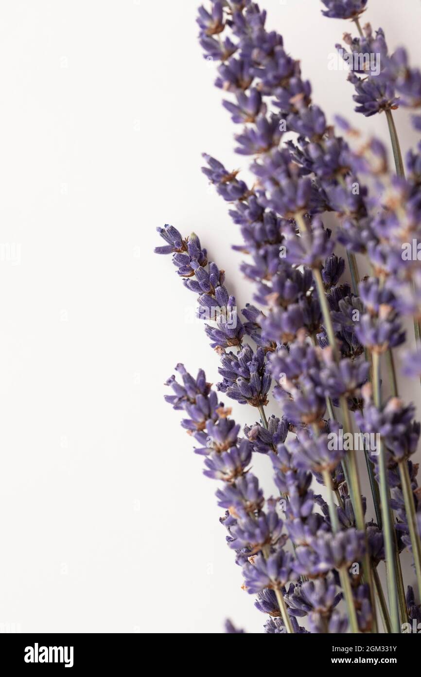 Dried purple lavender flowers on a plain white background Stock Photo ...